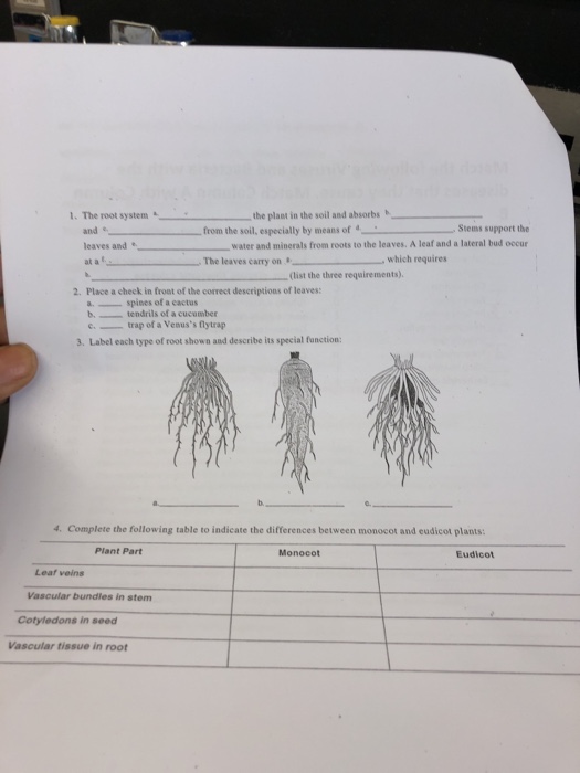 Solved 1. The root system the plant in the soil and absorbs | Chegg.com