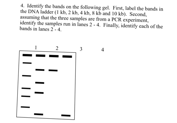 Solved Identify the bands on the following gel. First, | Chegg.com