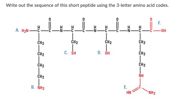 Solved Write out the sequence of this short peptide using | Chegg.com