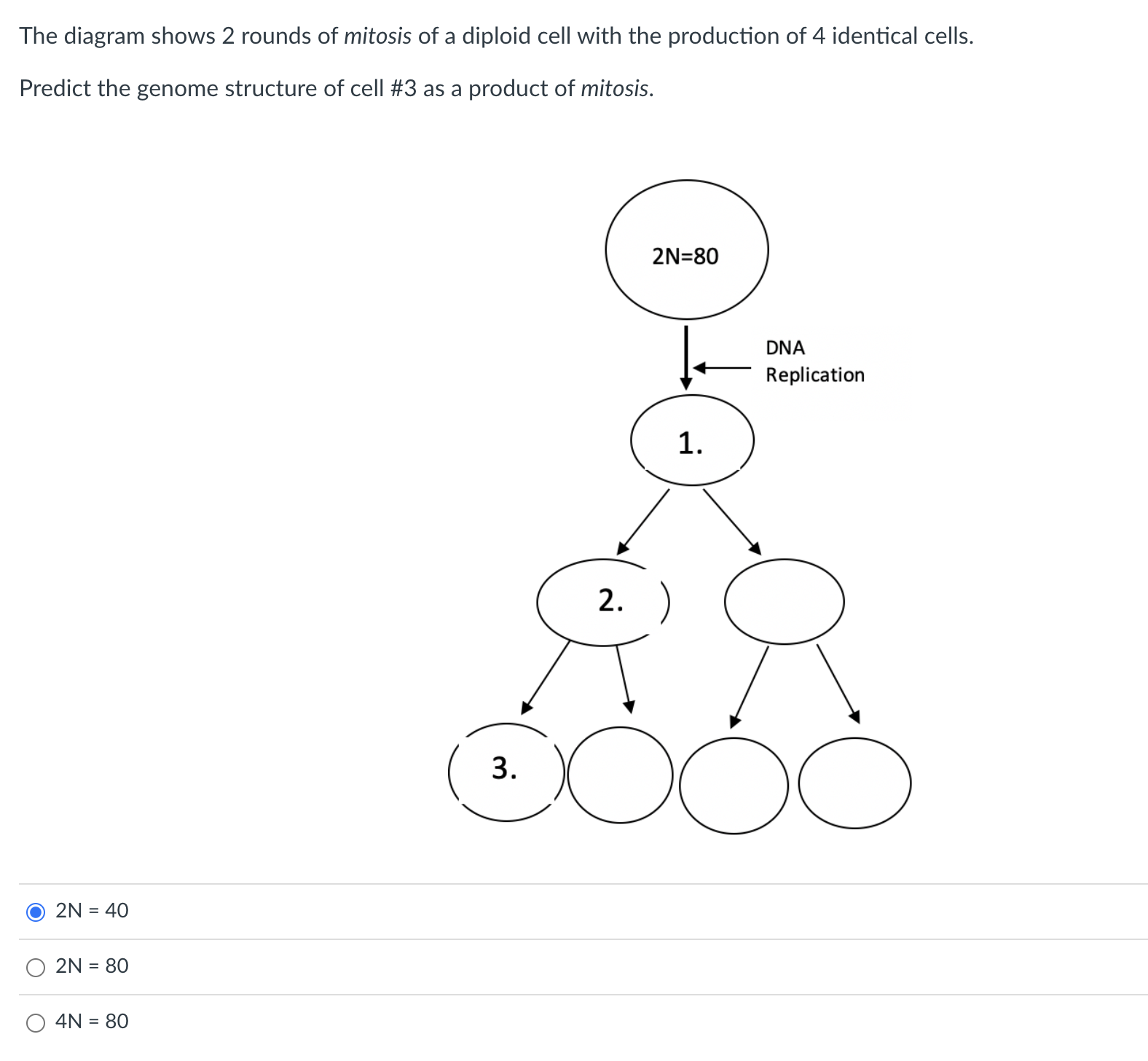 Solved The diagram shows 2 ﻿rounds of mitosis of a diploid | Chegg.com