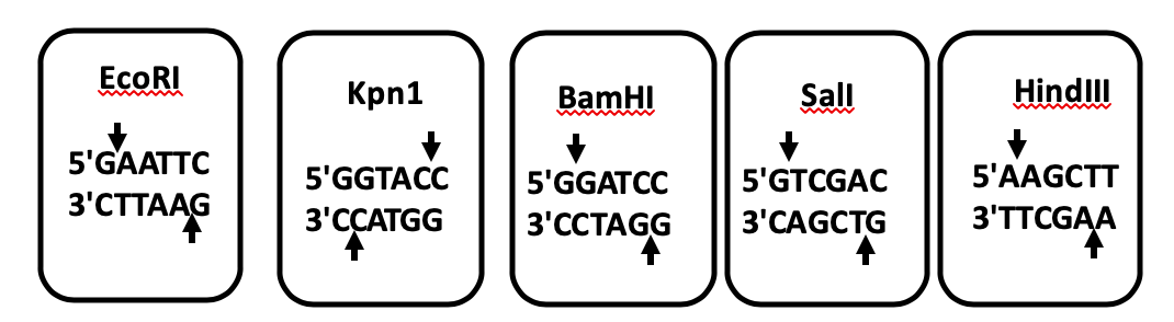 Solved Consider the following restriction enzyme sites Which | Chegg.com