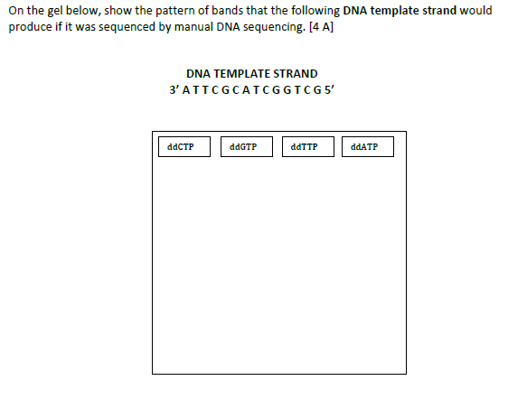 Solved On the gel below, show the pattern of bands that the | Chegg.com