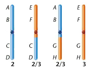 Solved A woman who sought genetic counseling is found to | Chegg.com