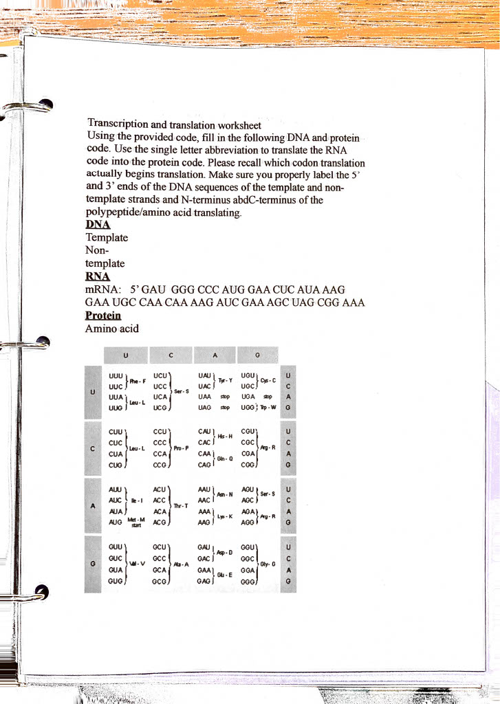 Solved Transcription and translation worksheet Using the | Chegg.com