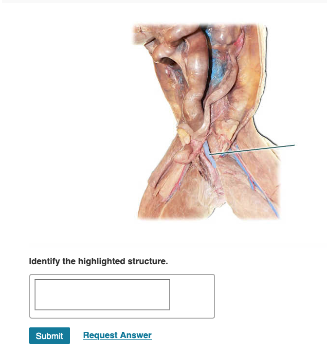 Solved Identify the highlighted structure. Submit Request | Chegg.com