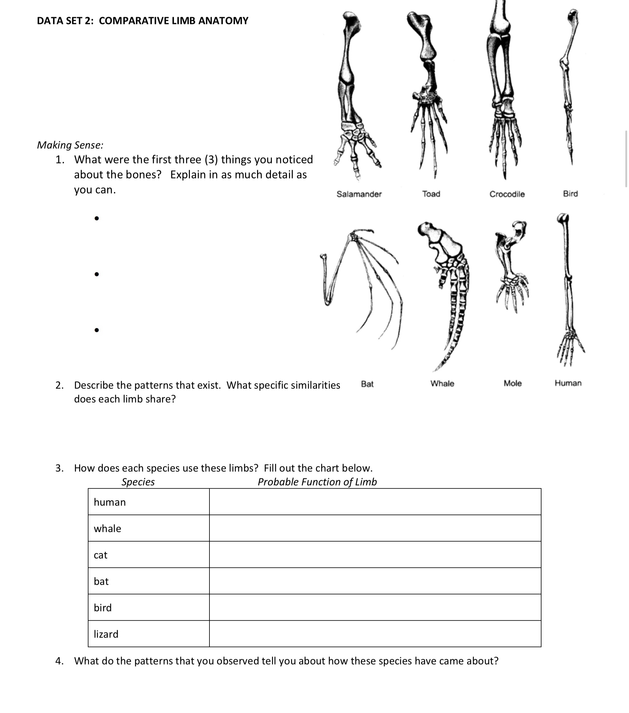 Solved DATA SET 1: COMPARATIVE ANATOMY Making Sense: 1. What | Chegg.com