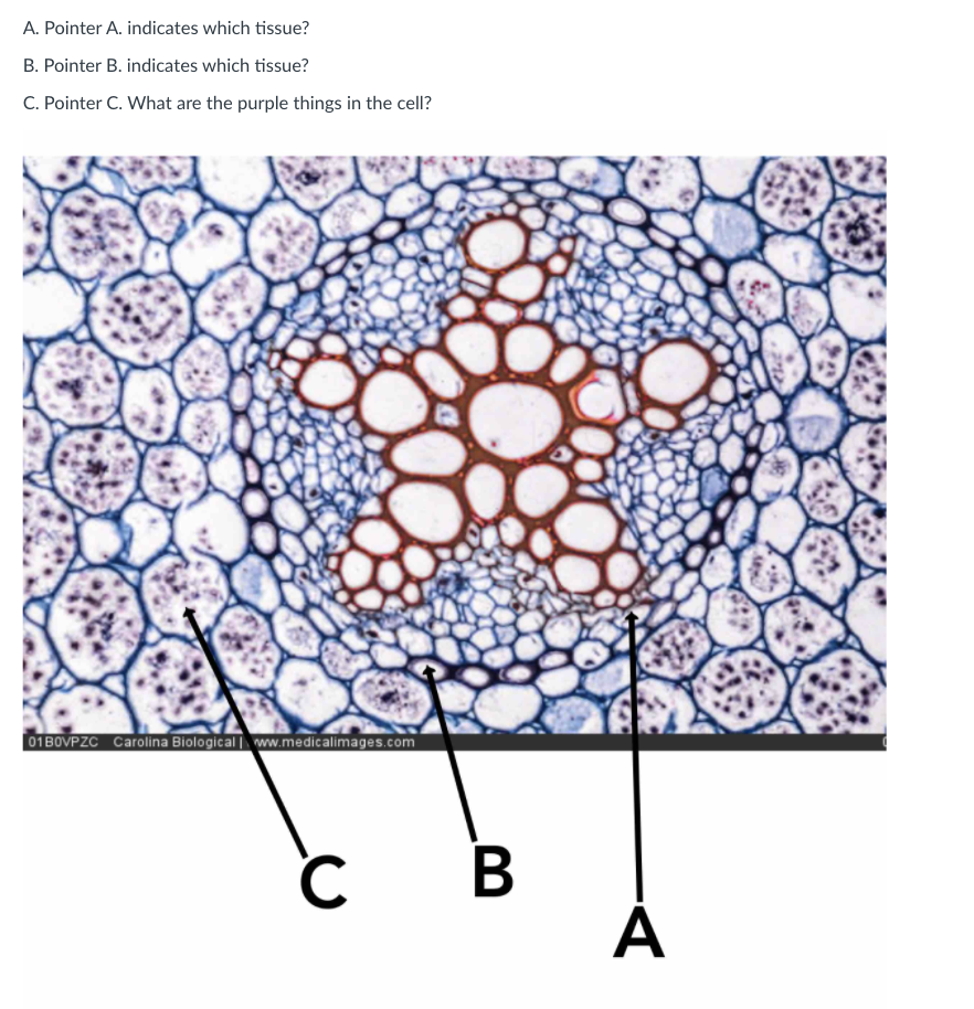Solved A. Pointer A. indicates which tissue? B. Pointer B. | Chegg.com