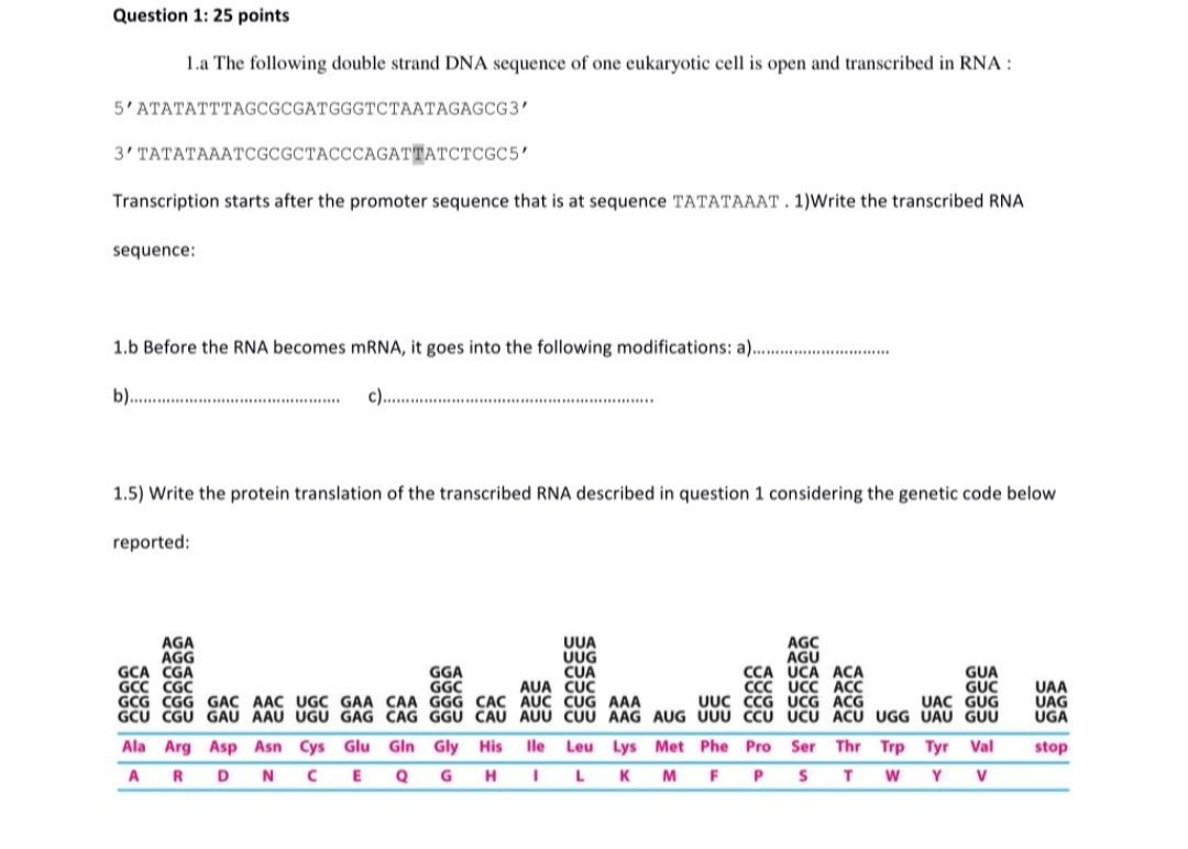 Solved Question 1: 25 points 1.a The following double strand | Chegg.com