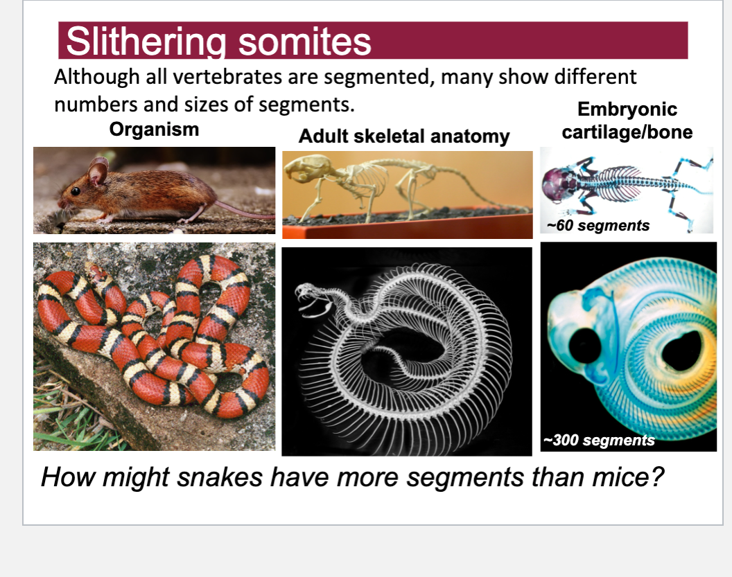Solved Slithering somites Although all vertebrates are | Chegg.com