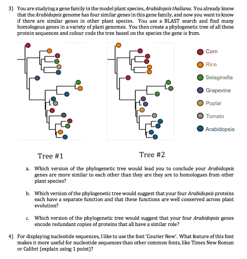 Solved 3) You are studying a gene family in the model plant | Chegg.com