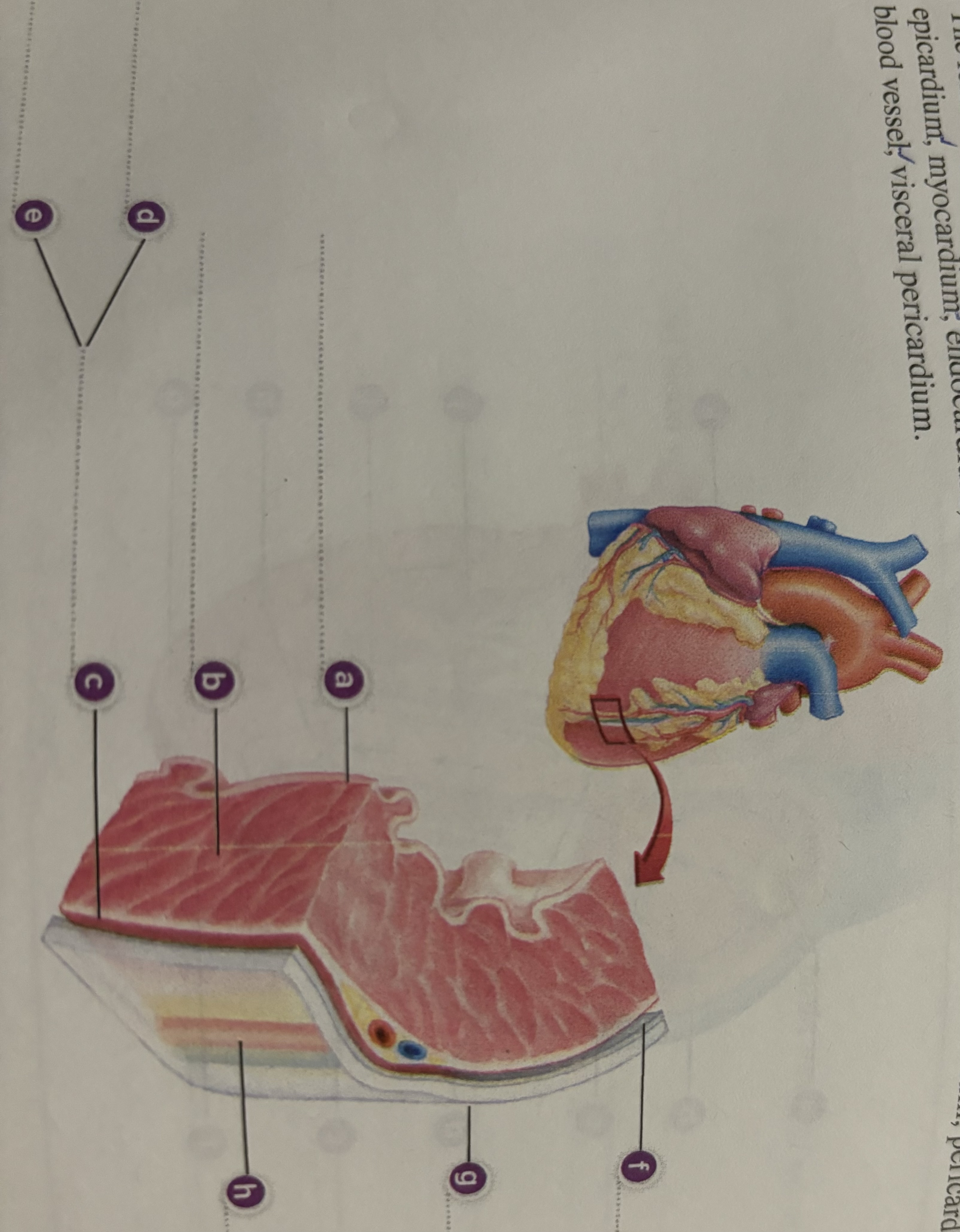 Solved Label the figure using epicardium, myocardium, | Chegg.com