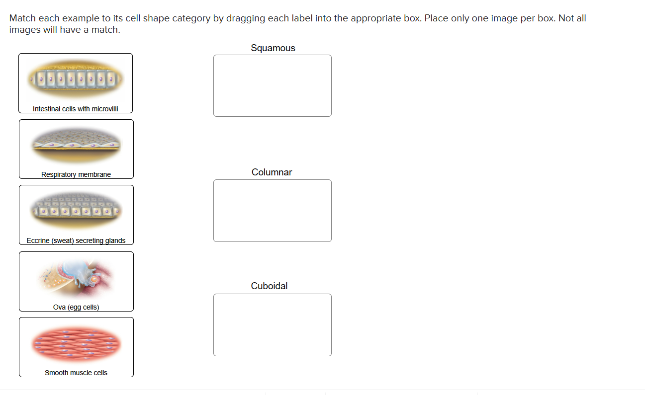 Solved Match each example to its cell shape category by | Chegg.com