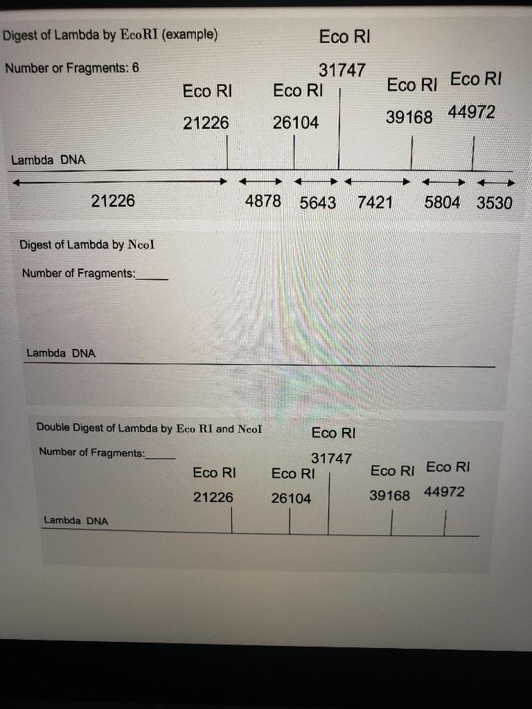 Solved Digest of Lambda by EcoRI (example) Eco RI Number or | Chegg.com