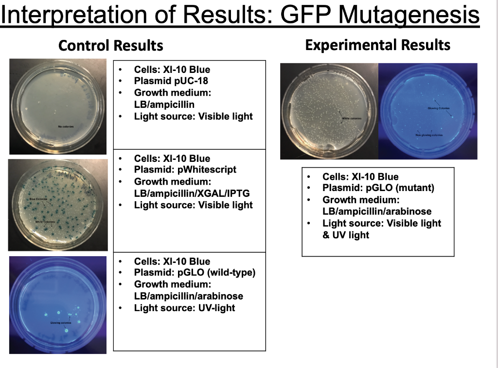 Create a phenotypic table and calculate the | Chegg.com