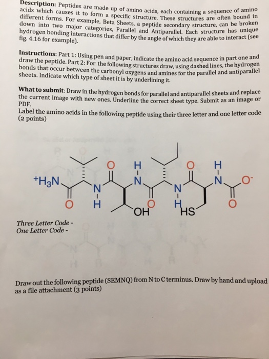 Solved Description: Peptides are made up of amino acids, | Chegg.com