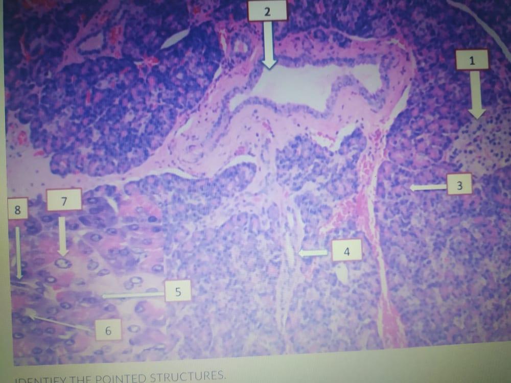 7 8 5 IDENTIFY THE POINTED STRUCTURES. 2 4 3 1 | Chegg.com