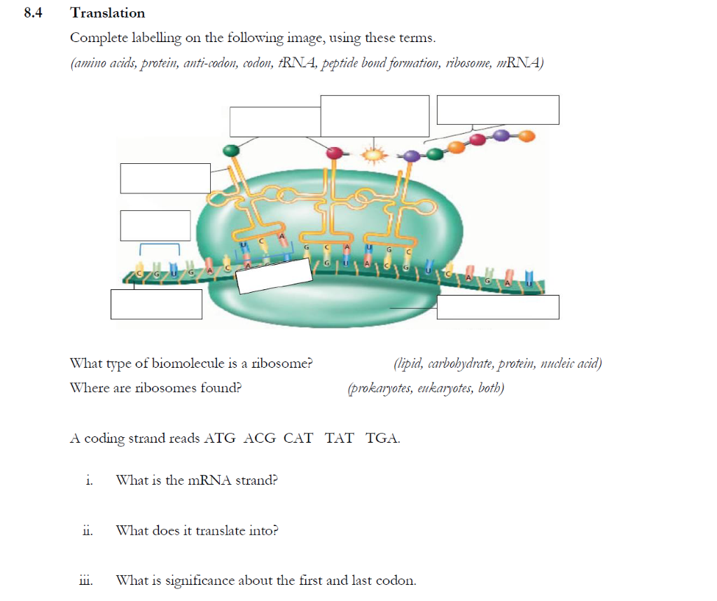 Solved 8.4 Translation Complete labelling on the following | Chegg.com