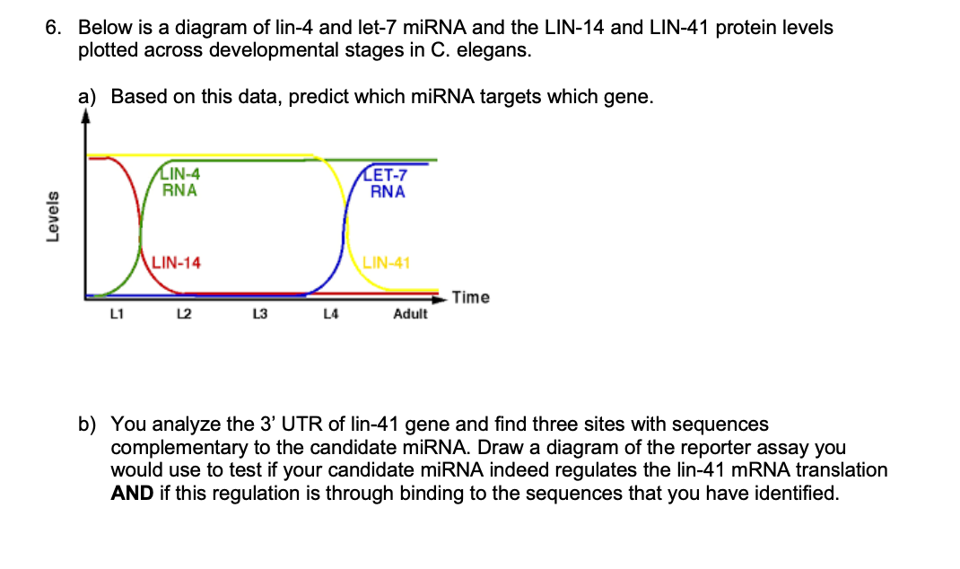 Solved 6. Below is a diagram of lin-4 and let-7 miRNA and | Chegg.com