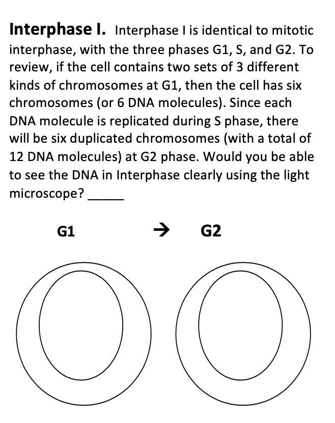 Solved Interphase I. Interphase I is identical to mitotic | Chegg.com