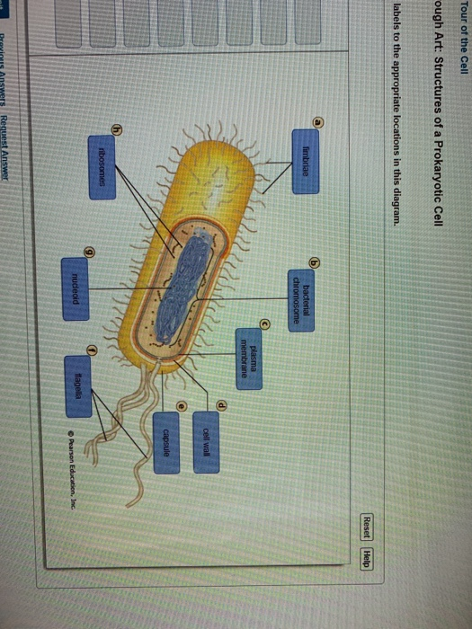 30 Can You Label The Structures Of A Prokaryotic Cell Labels Design 