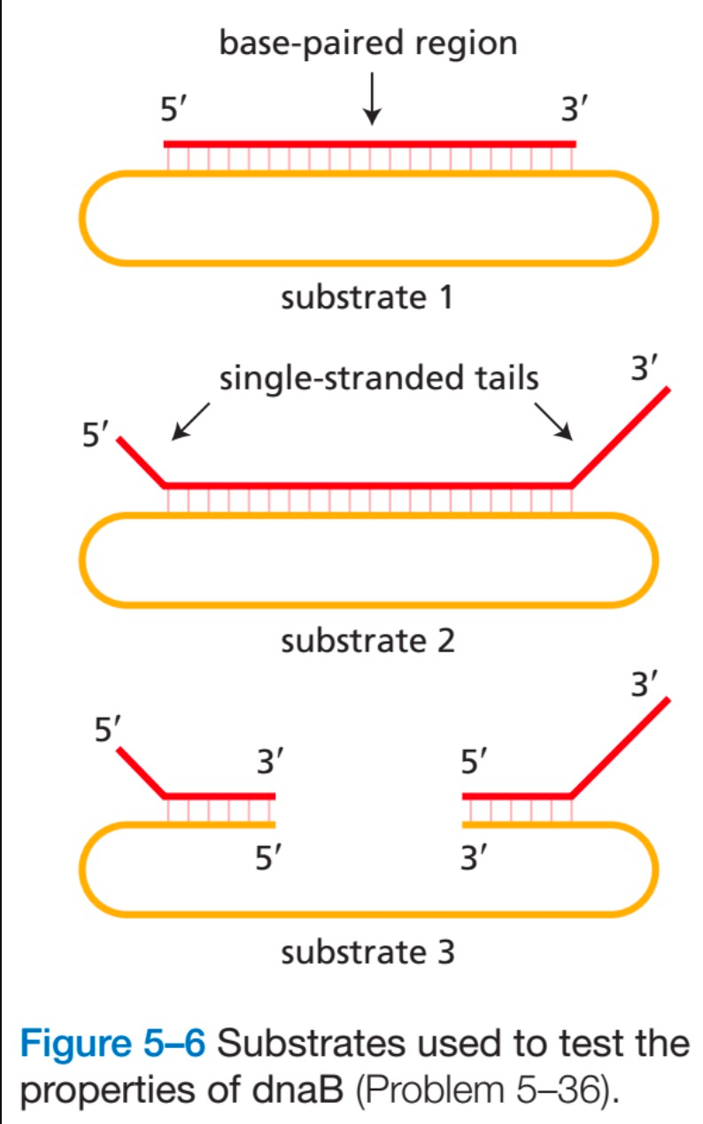 Solved Draw a two-part diagram showing the action of DnaB on | Chegg.com