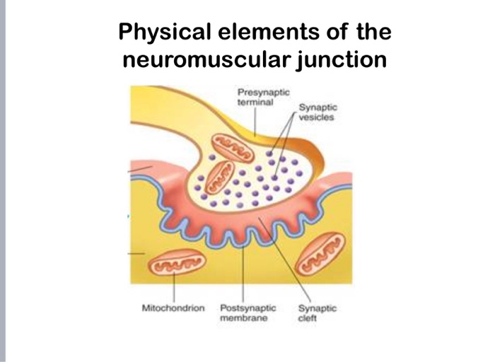 Neuromuscular Junction Model Motor End Plate