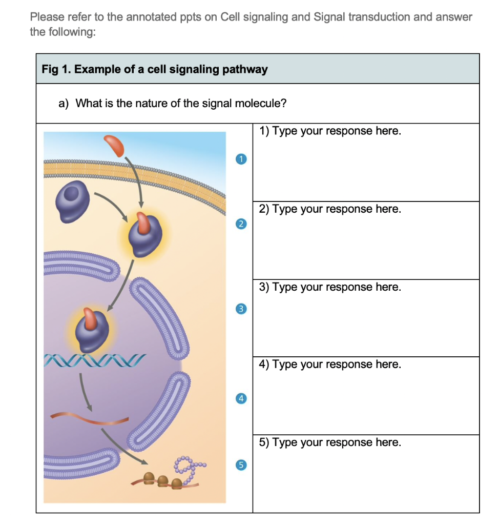 Solved Please refer to the annotated ppts on Cell signaling | Chegg.com