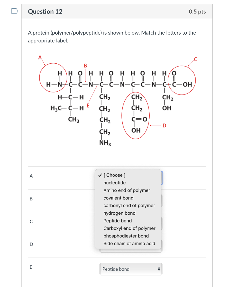 Solved A protein (polymer/polypeptide) is shown below. Match | Chegg.com