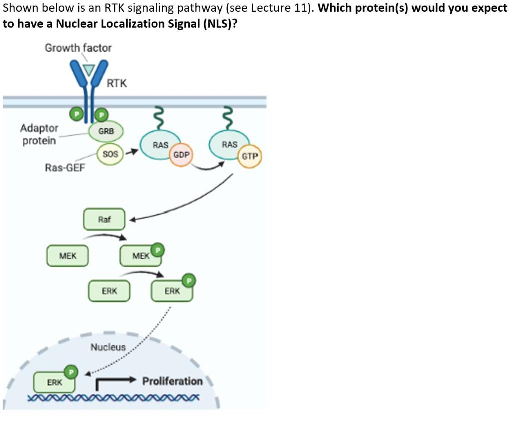 Solved Shown below is an RTK signaling pathway (see Lecture | Chegg.com