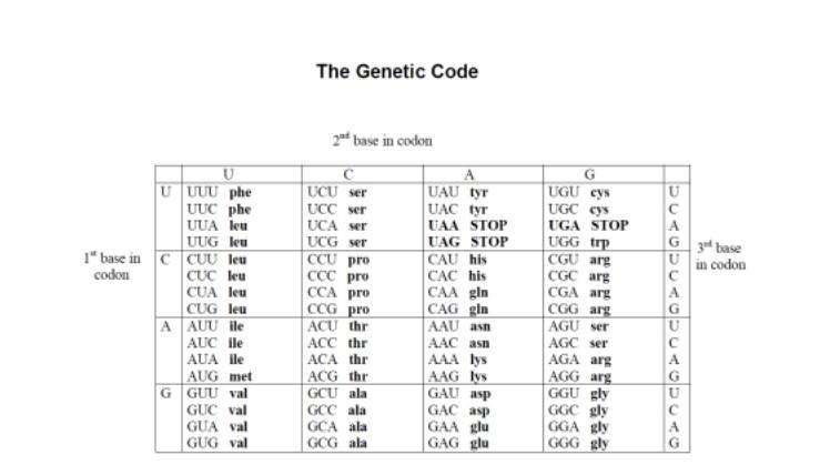 [Solved]: Be sure to label: the 5 and 3 ends of DNA and RN