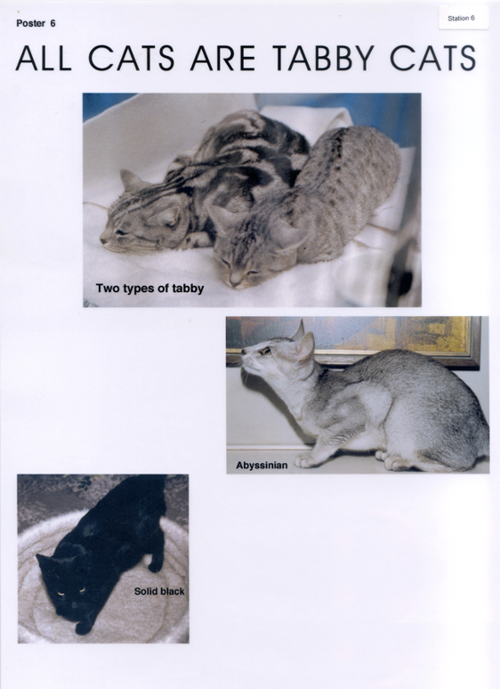 Solved What are the genotypes of the three tabby cats with | Chegg.com