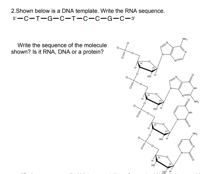 Solved 2. Shown below is a DNA template. Write the RNA | Chegg.com