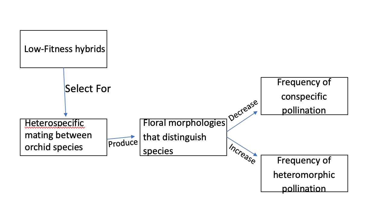 Solved A. Increase B. Decrease C. Evolve D. Select For E. | Chegg.com