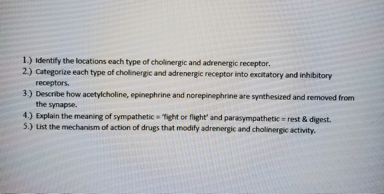 Solved 1.) Identify the locations each type of cholinergic | Chegg.com