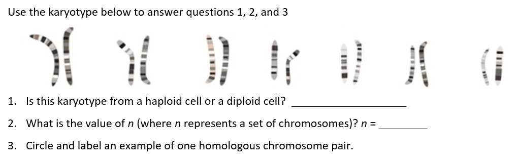 Solved Use the karyotype below to answer questions 1, 2, and | Chegg.com