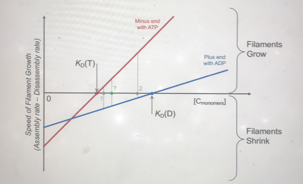 Actin filaments treadmill when actin concentrations | Chegg.com