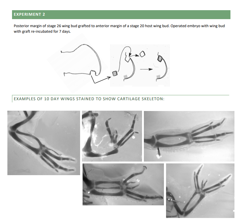 EXPERIMENT 1 Posterior margin of early stage 20 wing | Chegg.com