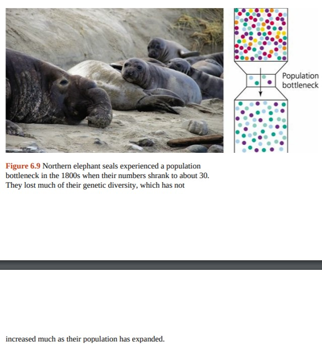 Solved Population bottleneck Figure 6.9 Northern elephant | Chegg.com