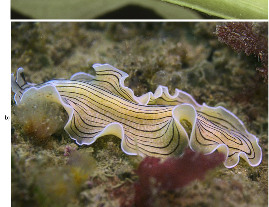 Solved Name the type of coelom (acoelomate, pseudocoelomate, | Chegg.com