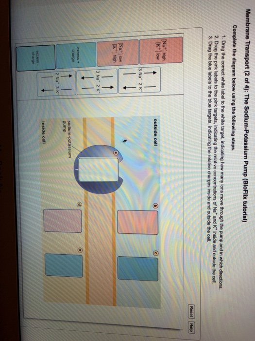 Sodium Potassium Pump Diagram Mastering Biology