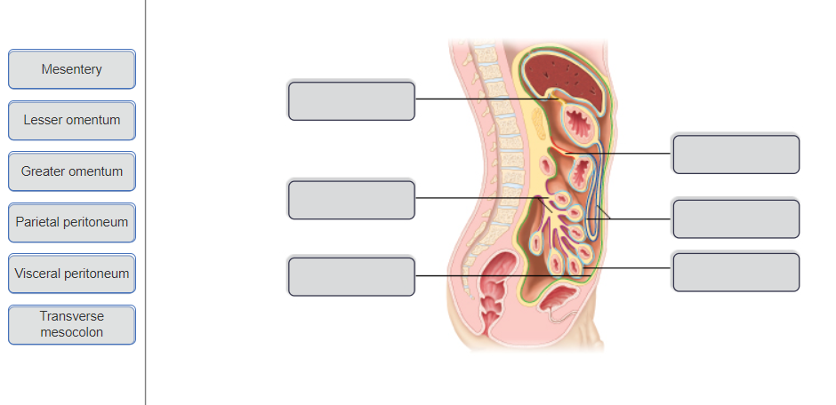 Solved Mesentery Lesser omentum concern Greater omentum E | Chegg.com