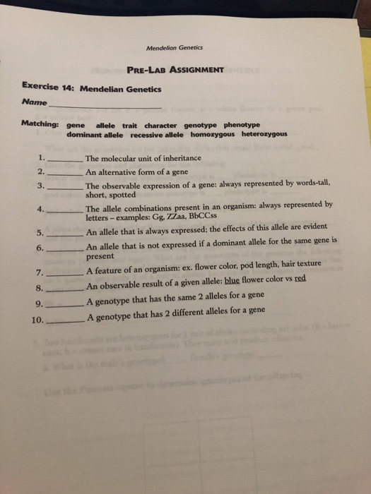 Solved Mendelian Genetics PRE-LAB ASSIGNMENT Exercise 14: | Chegg.com