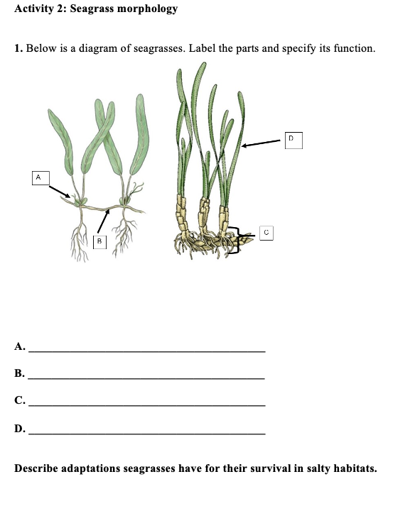 Solved Marine Biology-Comparing Marine Primary Producers | Chegg.com