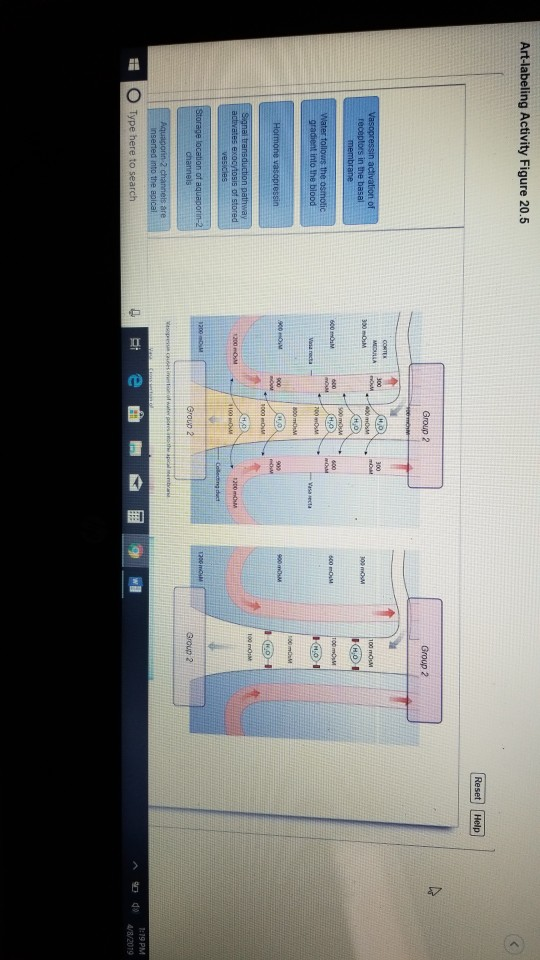 Solved Art-labeling Activity Figure 20.5 Group 2 Group 2 ot | Chegg.com