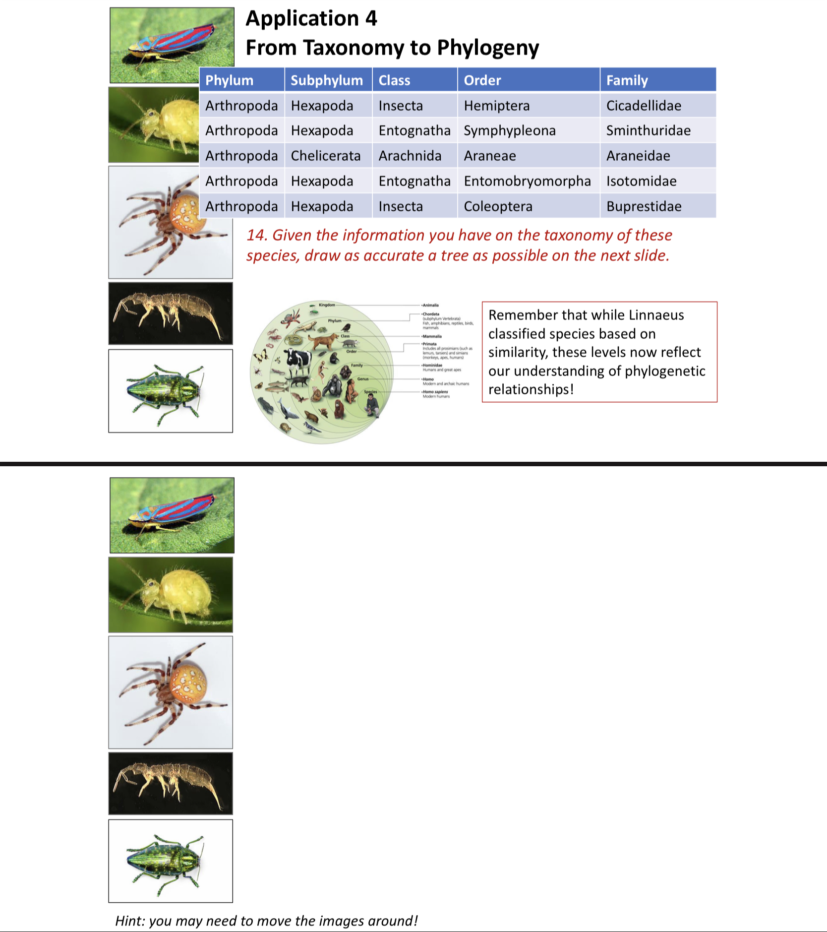 Solved Application 4 From Taxonomy to Phylogeny 14. Given | Chegg.com