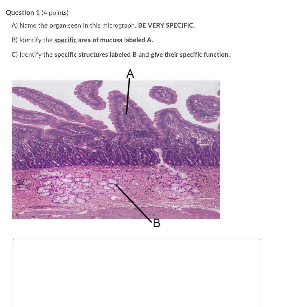 Solved Question 1 (4 points) A) Name the organ seen in this | Chegg.com