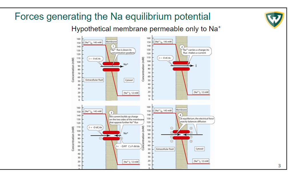 Solved Describe the steps in Slide 3: Forces generating the | Chegg.com