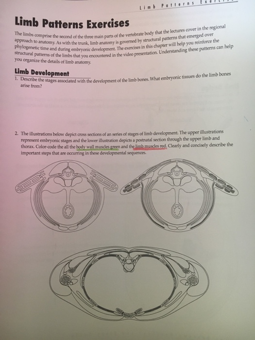 Solved Limb Petterns EX Limb Patterns Exercises body that | Chegg.com