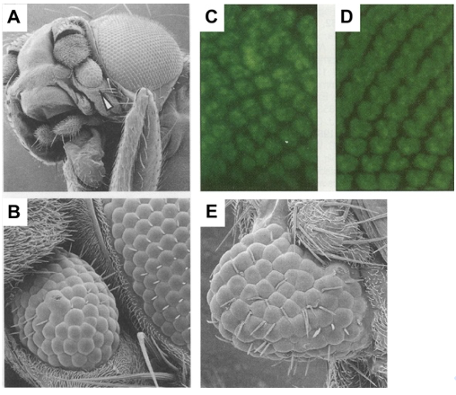 The Drosophila gene eyeless (ey) is homologous to the | Chegg.com