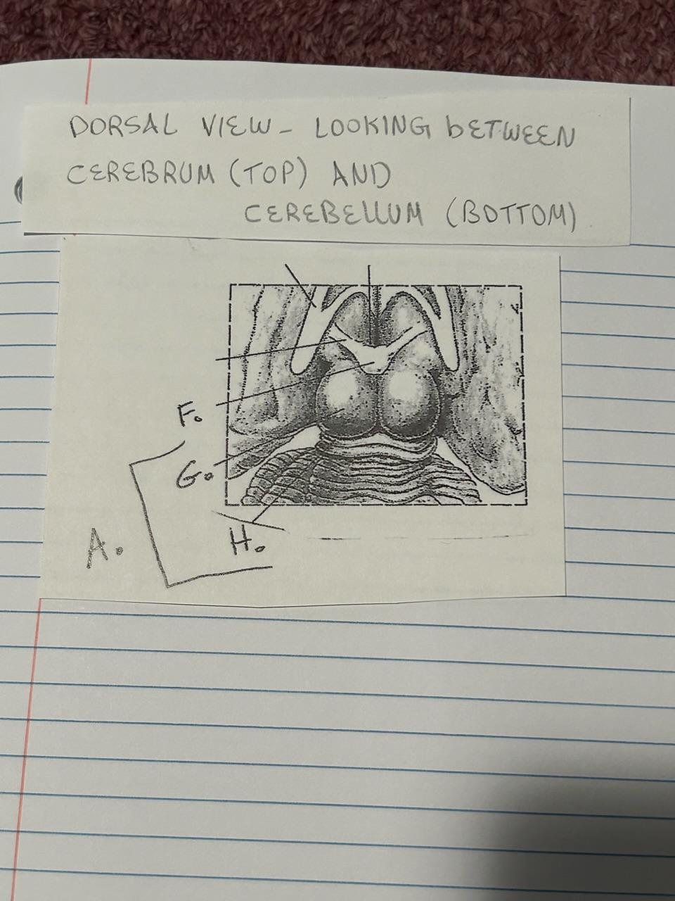 Solved I need help labeling these structures “squalus brain | Chegg.com